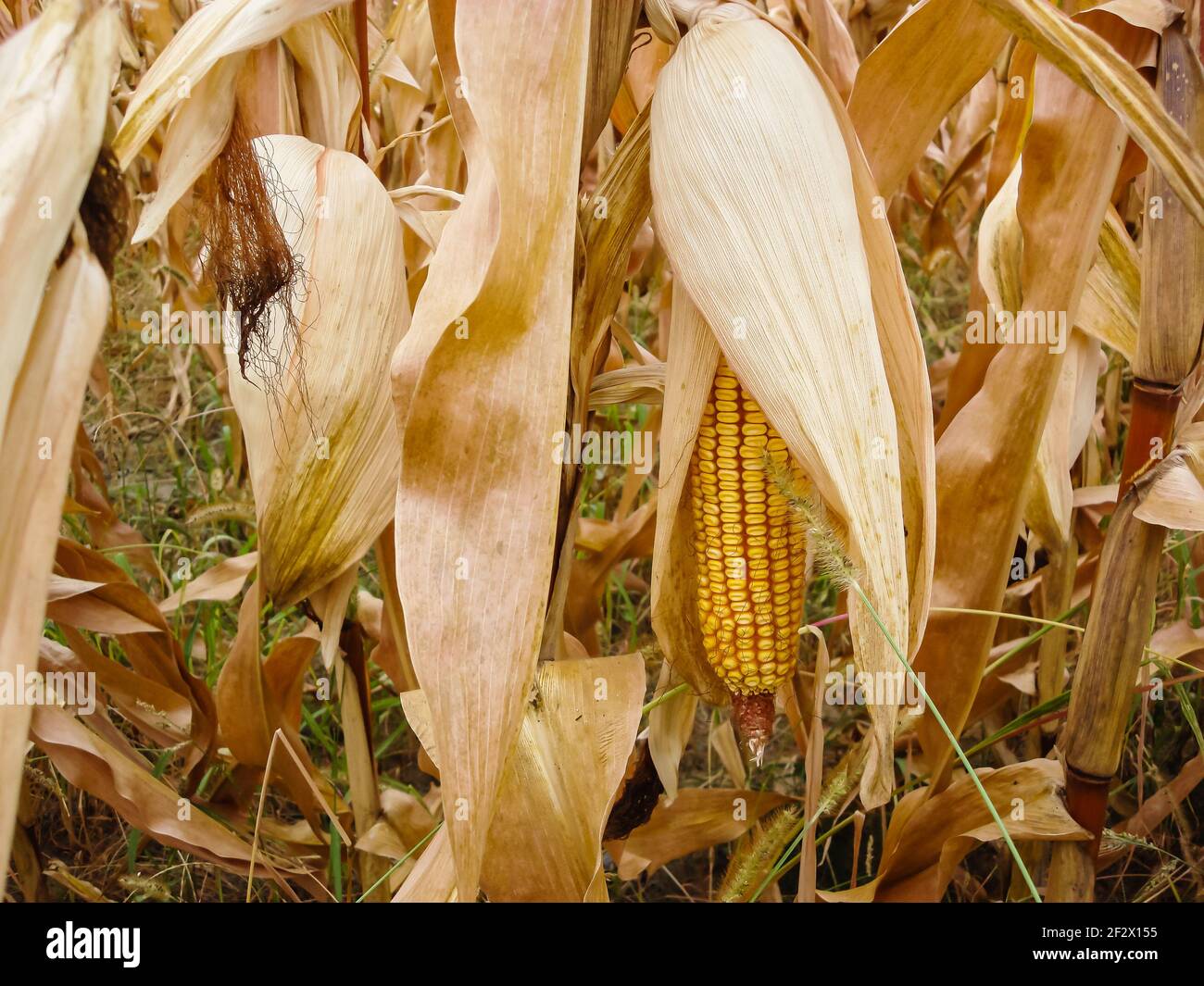 Dry corn field, dry corn stalks, end of season Stock Photo - Alamy
