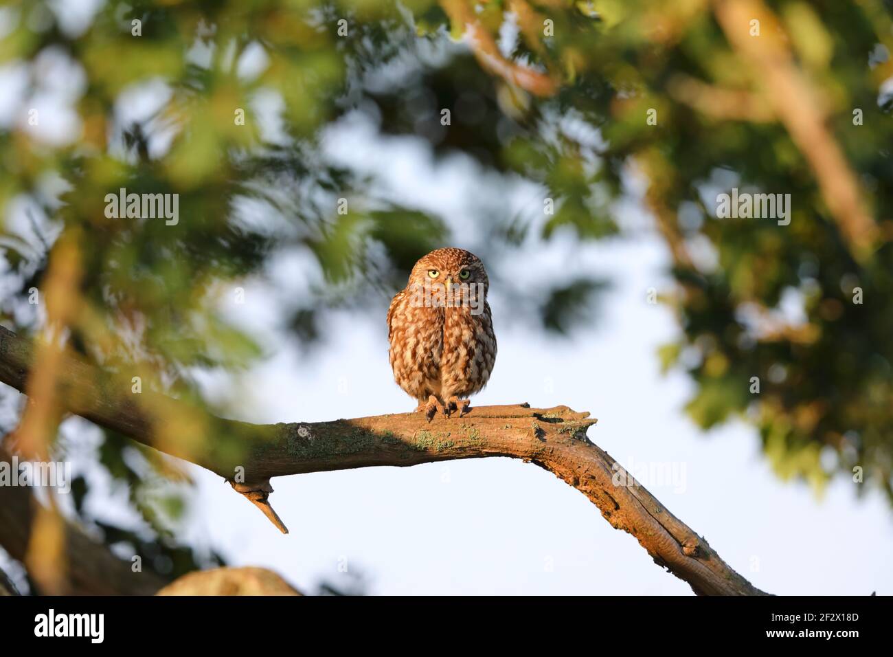 Little oak tree hi-res stock photography and images - Alamy