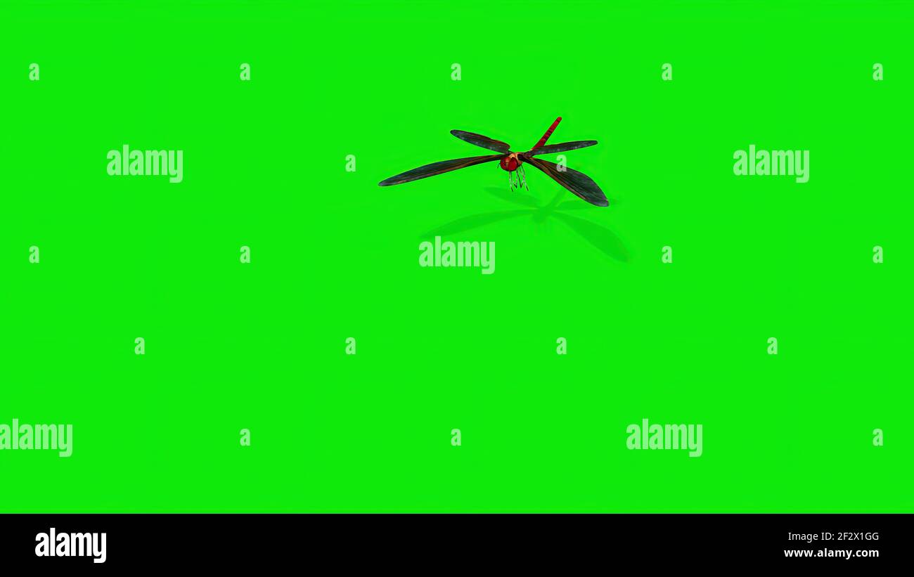 3D illustration - flying dragonfly isolated on green screen Stock Photo ...