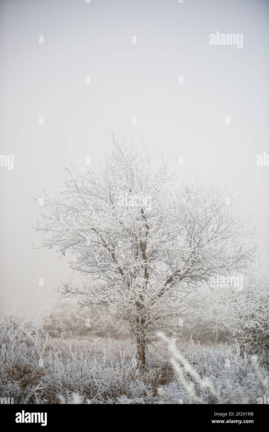 Winter landscape with amazing rime on the tree Stock Photo - Alamy