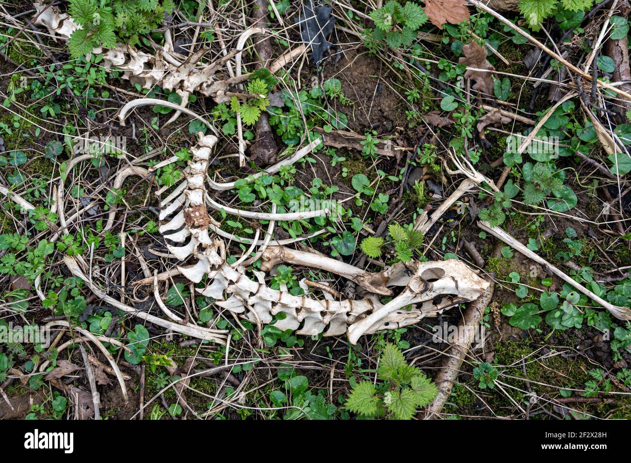 Decay in the forest from a muntjac deer skeleton and lower jaw Stock ...
