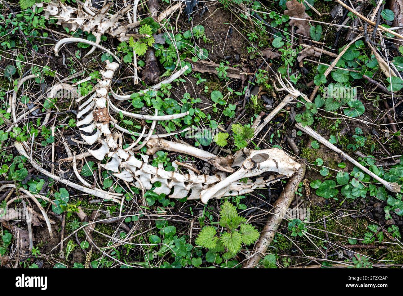 Decay in the forest from a muntjac deer skeleton and lower jaw Stock ...