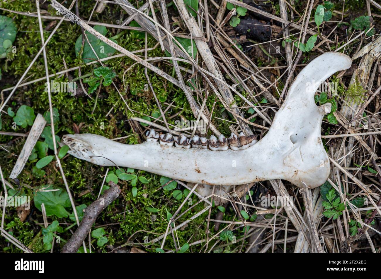 Decay in the forest from a muntjac deer skeleton and lower jaw Stock ...