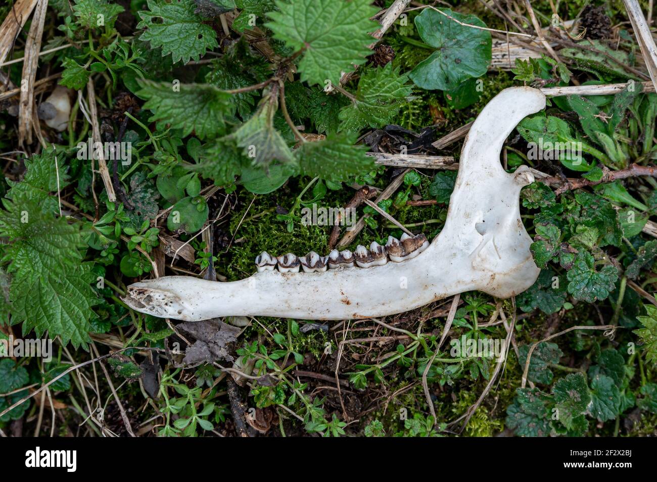 Decay in the forest from a muntjac deer skeleton and lower jaw Stock ...