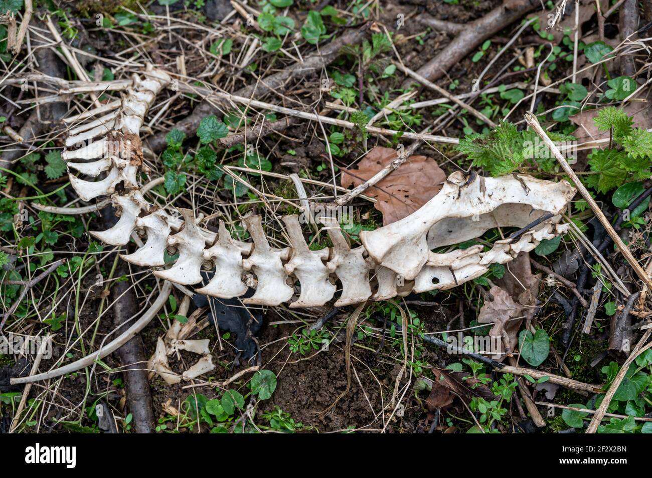Decay in the forest from a muntjac deer skeleton and lower jaw Stock ...