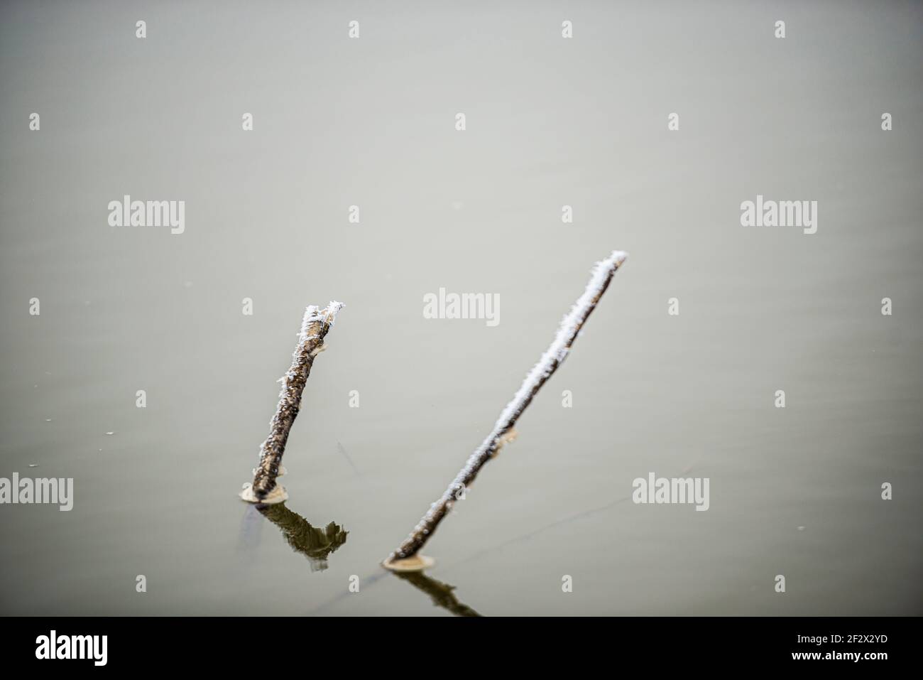 Frozen branch of tree Stock Photo - Alamy