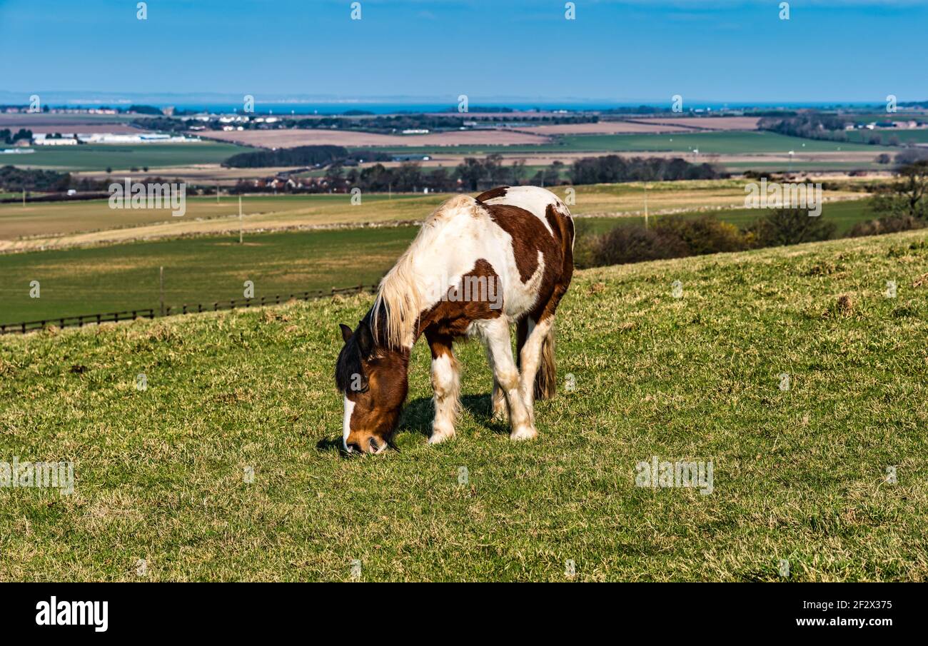 Skewbald horse hi-res stock photography and images - Alamy