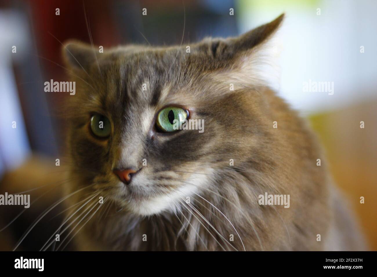 Grey Medium-hair Cat Stock Photo - Alamy