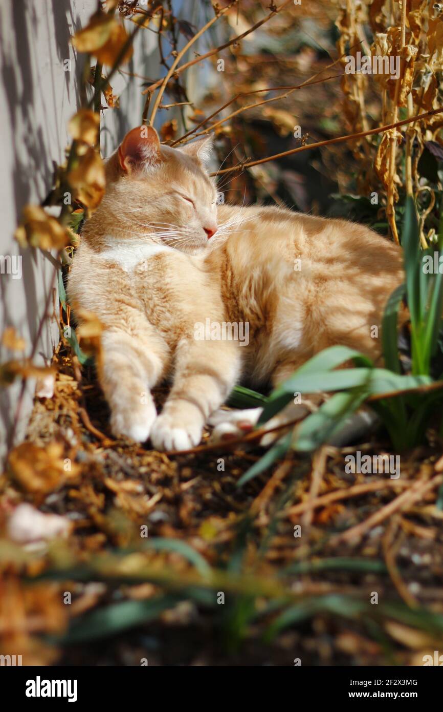 Cream Tabby Cat Sleeping Outdoors Stock Photo - Alamy
