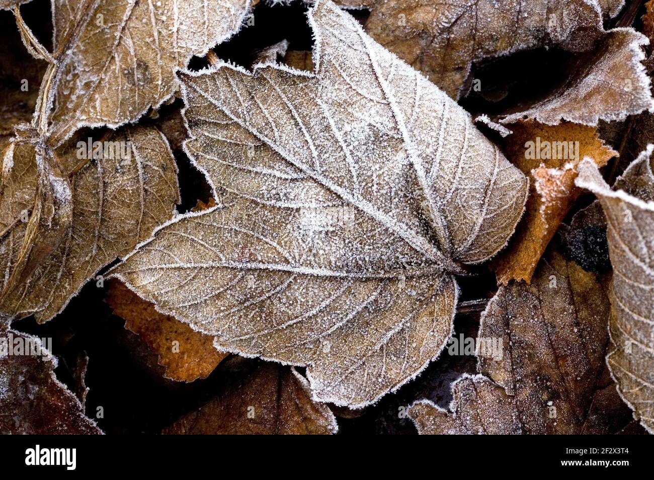 Rotten maple leaves leaf hi-res stock photography and images - Alamy