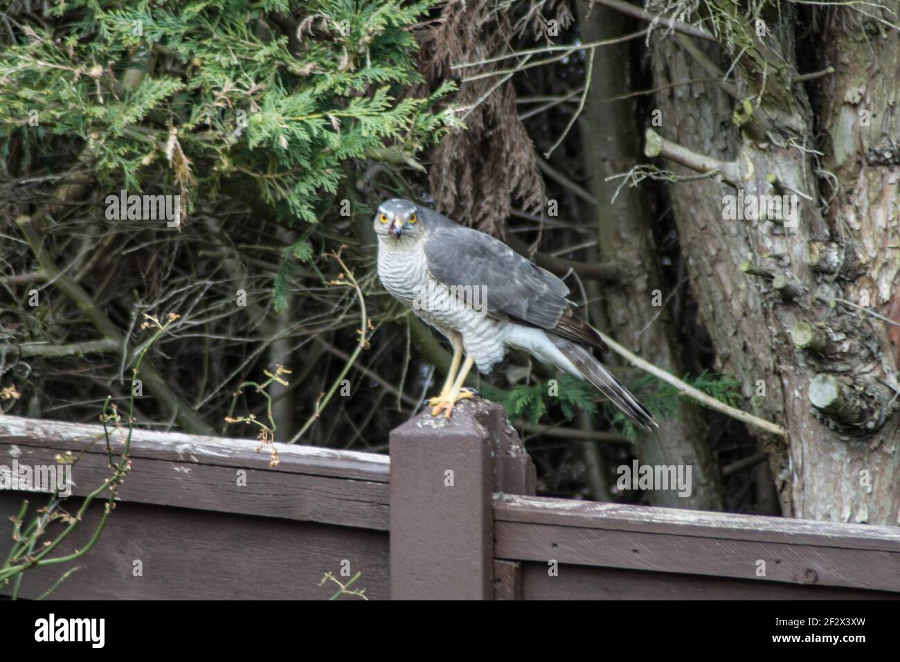 Sparrowhawk with killed pigeon hi-res stock photography and images - Alamy