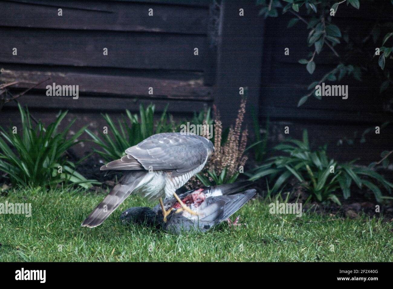 Killed by sparrowhawk hi-res stock photography and images - Alamy