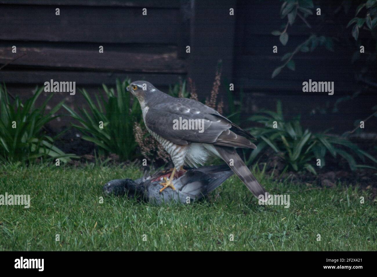 Ideal breeding ground hi-res stock photography and images - Alamy