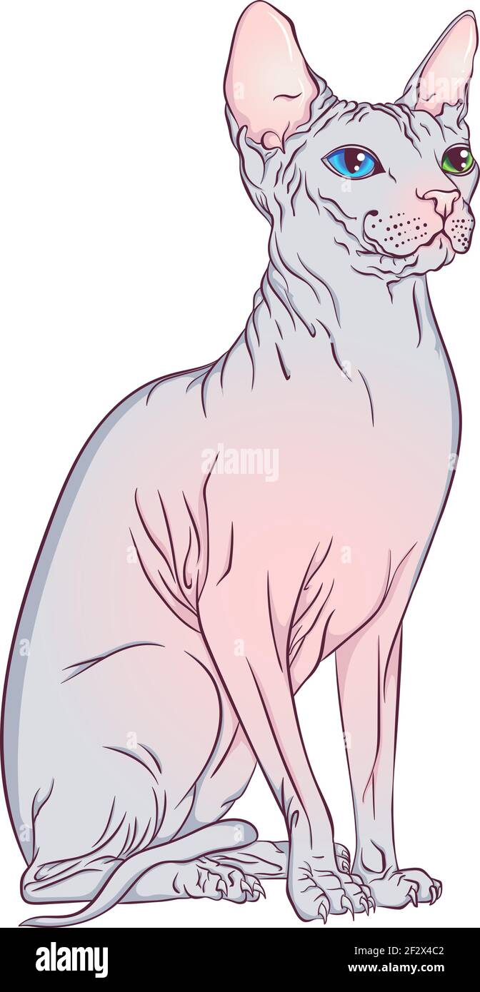 Sphynx cat cute pet Cut Out Stock Images & Pictures - Alamy