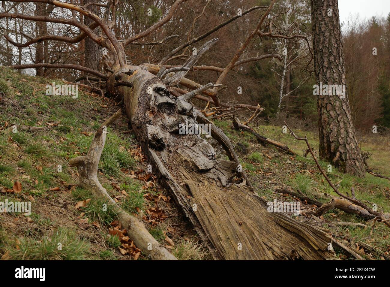 fallen tree with broken branches in the woodlands Stock Photo - Alamy