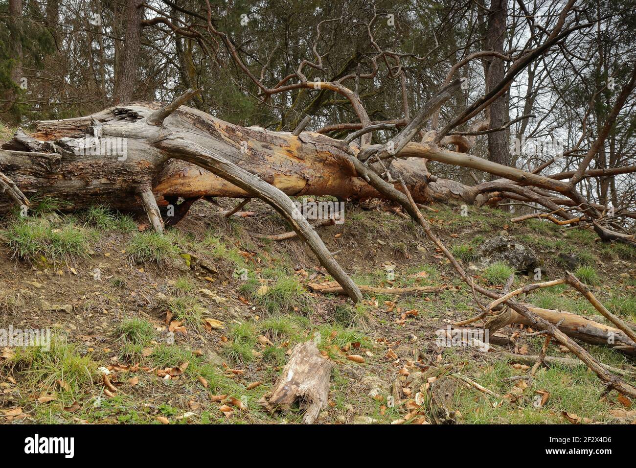 fallen tree with broken branches in the woodlands Stock Photo - Alamy