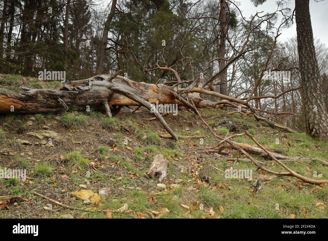 fallen tree with broken branches in the woodlands Stock Photo - Alamy
