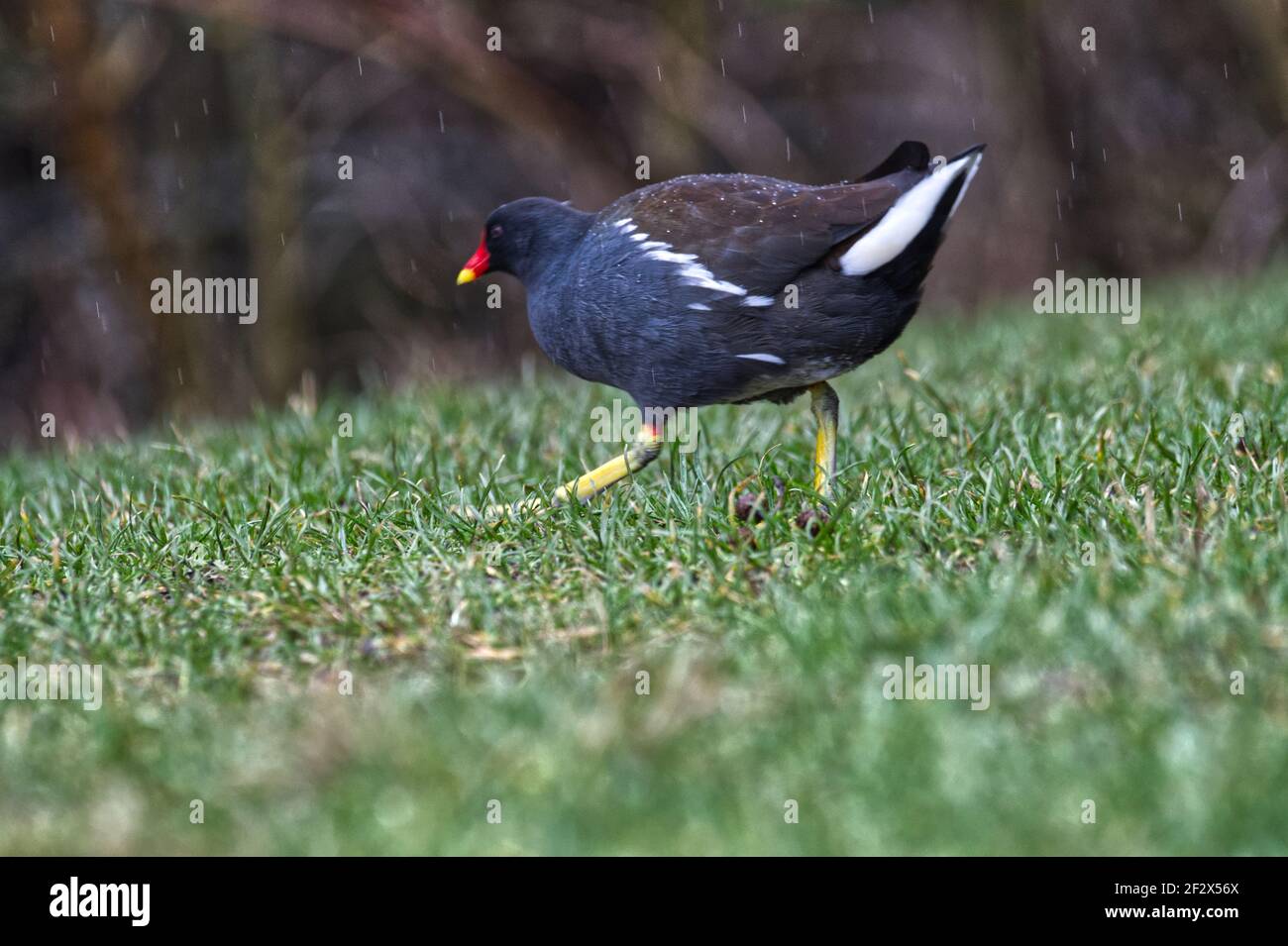 Marsh Hen High Resolution Stock Photography and Images - Alamy