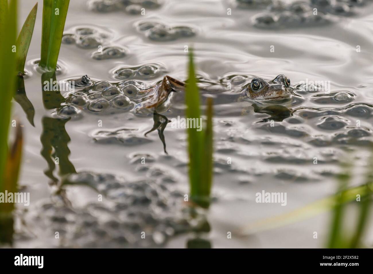 Barn Hill, Wembley Park, UK. 13th March 2021. European common brown frogs (Rana temporaria ...