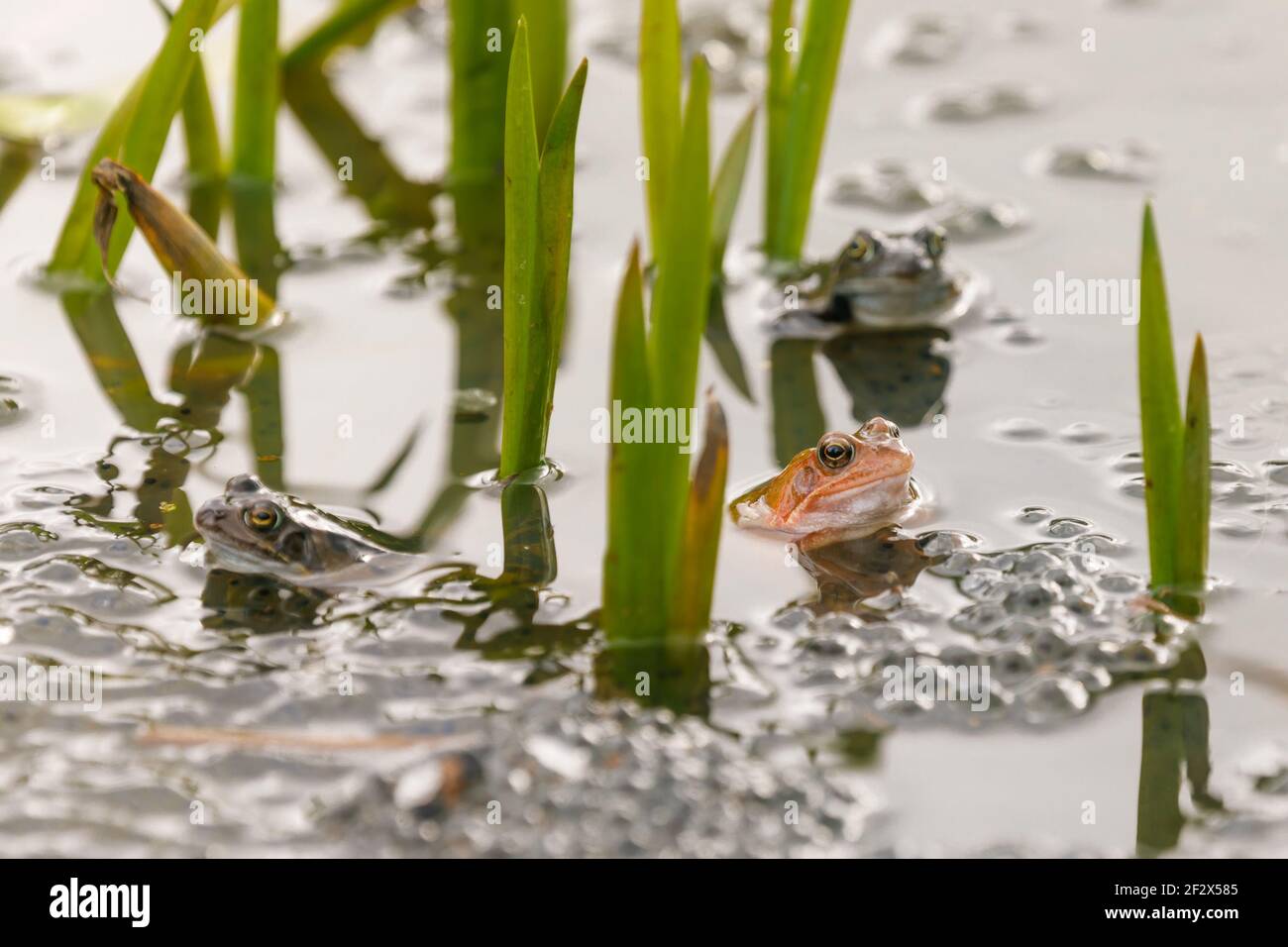 Barn Hill, Wembley Park, UK. 13th March 2021. European common brown ...