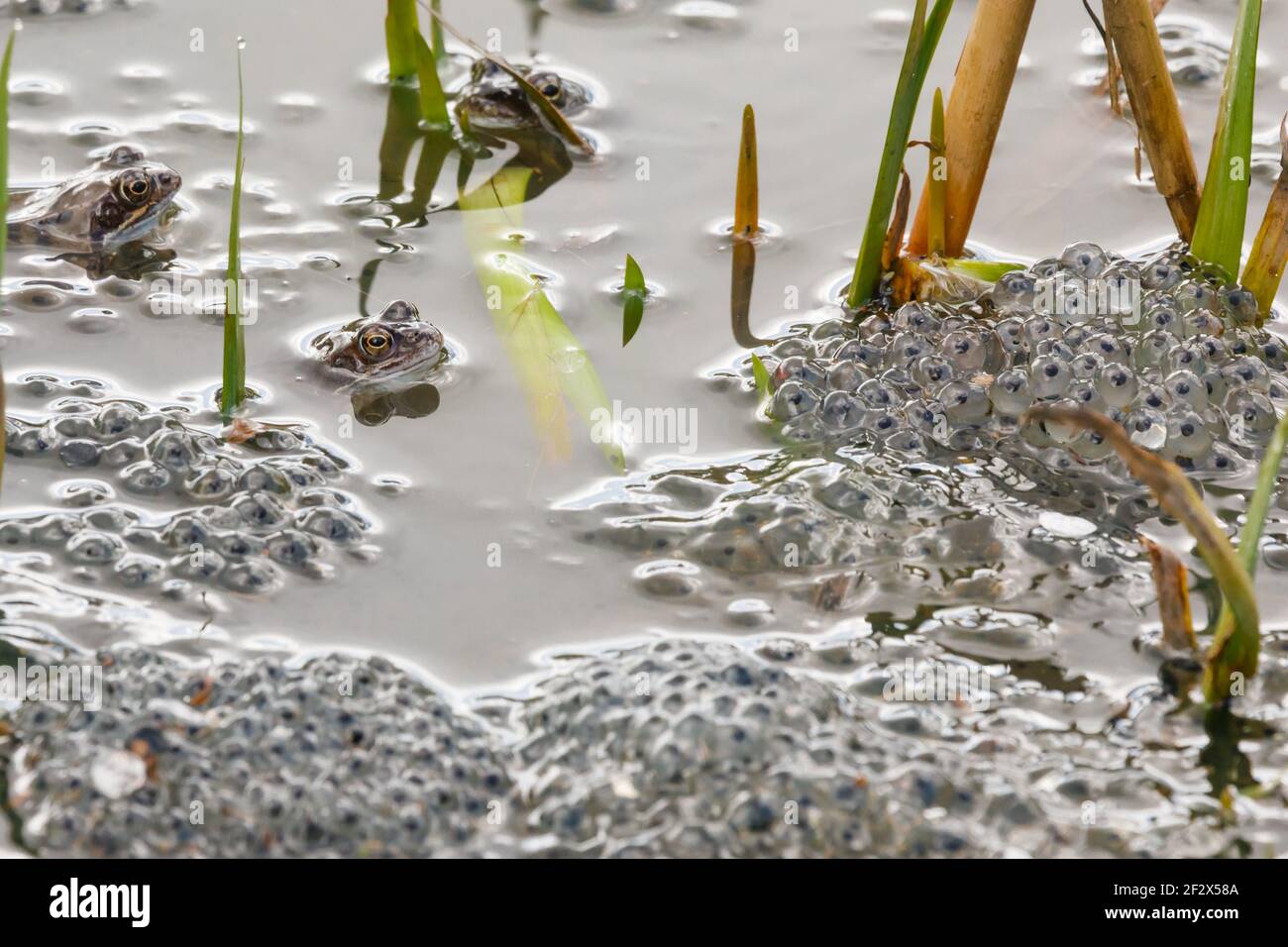 Barn Hill, Wembley Park, UK. 13th March 2021. European common brown frogs (Rana temporaria ...
