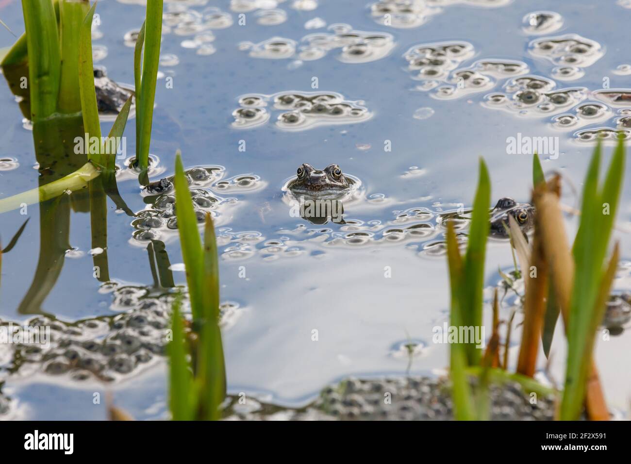 Barn Hill, Wembley Park, UK. 13th March 2021. European common brown frog (Rana temporaria ...
