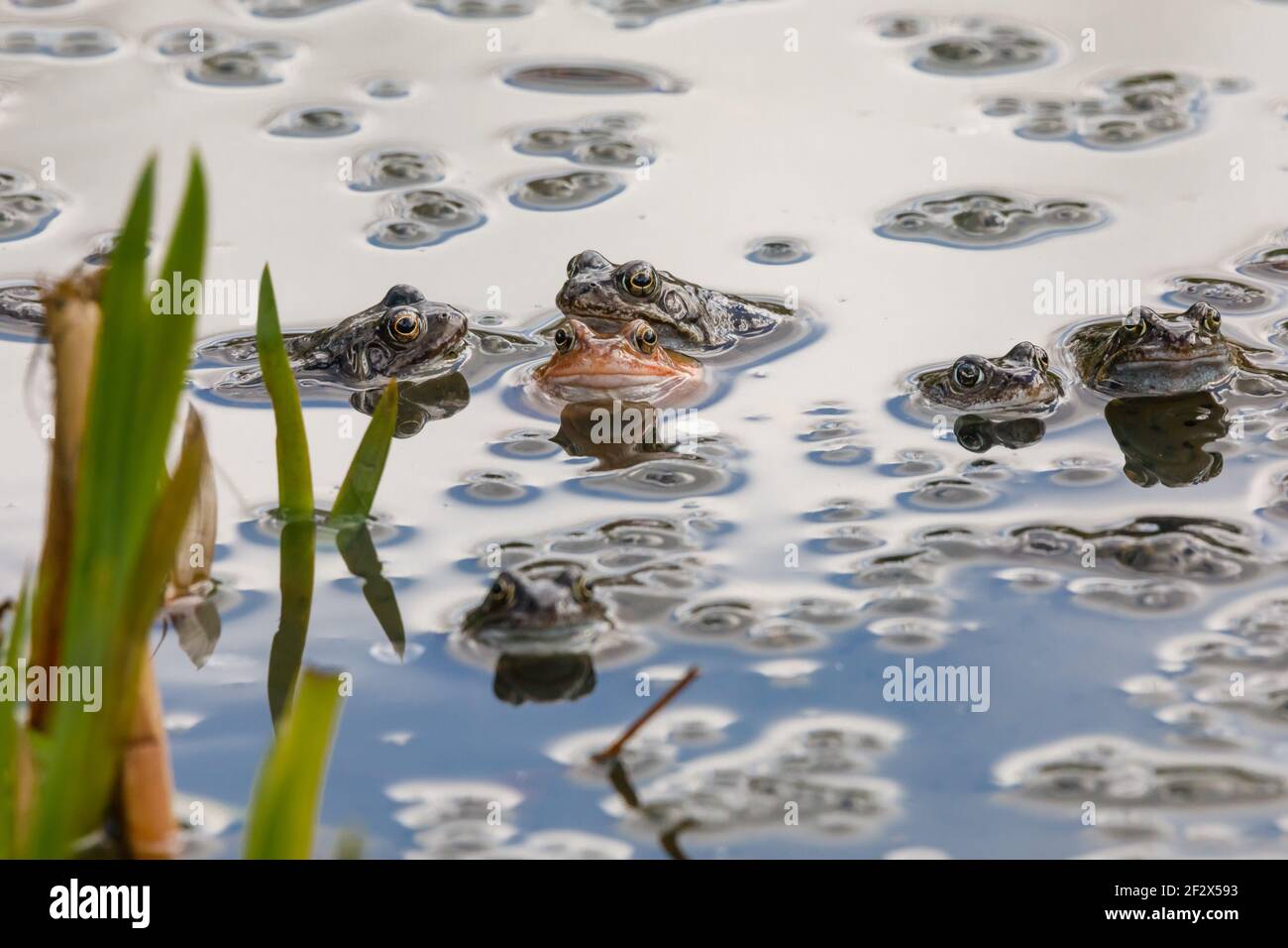 Barn Hill, Wembley Park, UK. 13th March 2021. European common brown ...