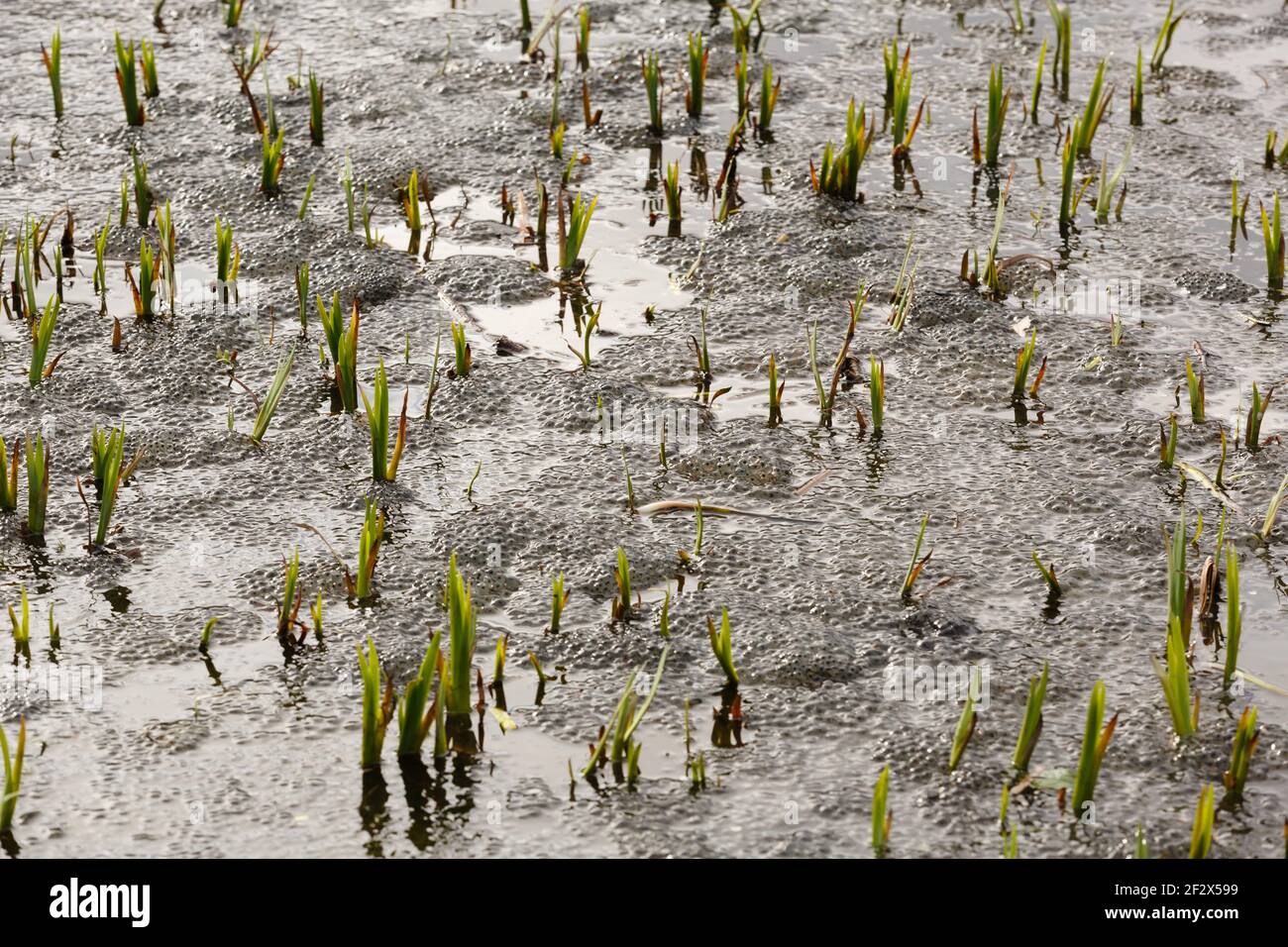 Barn Hill, Wembley Park, UK. 13th March 2021. European common brown ...
