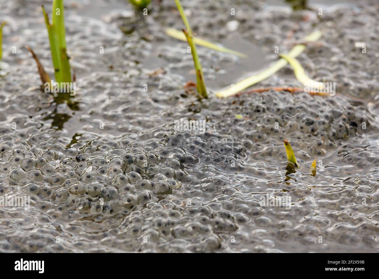Barn Hill, Wembley Park, UK. 13th March 2021. European common brown frog (Rana temporaria) spawn ...
