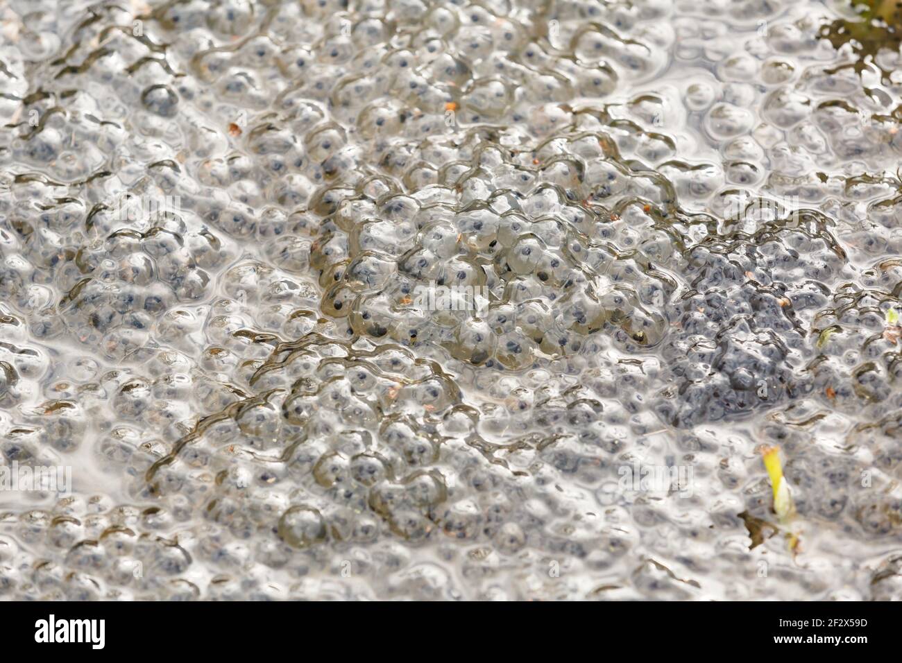 Barn Hill, Wembley Park, UK. 13th March 2021. European common brown ...