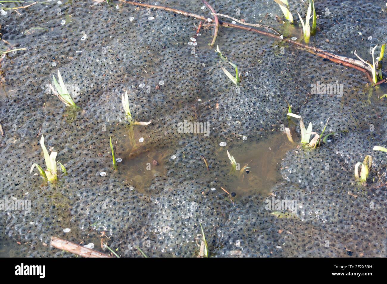 Barn Hill, Wembley Park, UK. 13th March 2021. European common brown ...