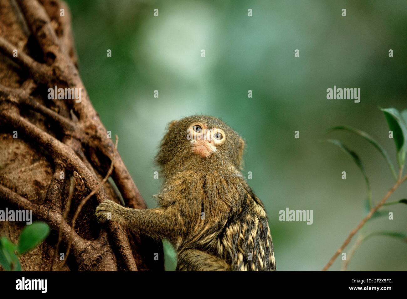 Close Up Pygmy Marmoset Monkey In A Tree Stock Photo - Alamy