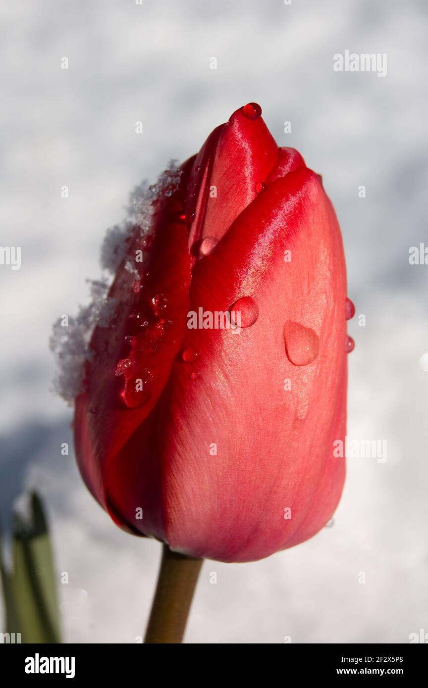 snow covered tulip petals Stock Photo - Alamy