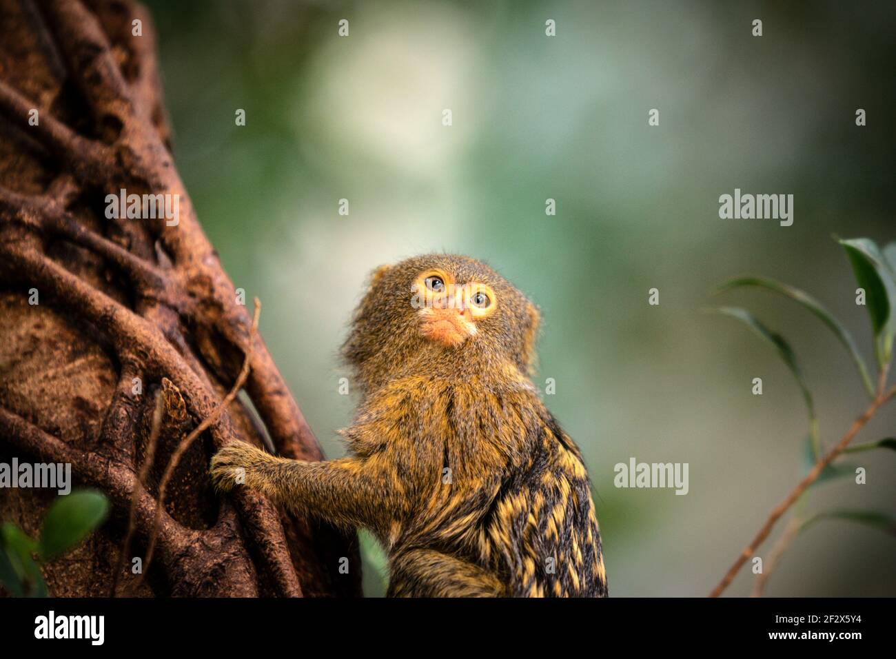 Marmoset monkey in a tree hi-res stock photography and images - Alamy