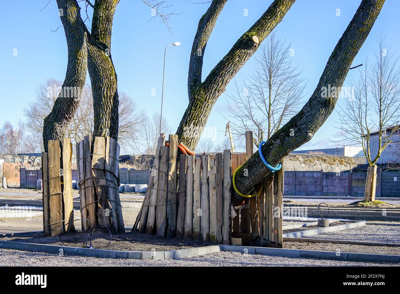 Tree trunks on a construction site covered with wooden boards to ...
