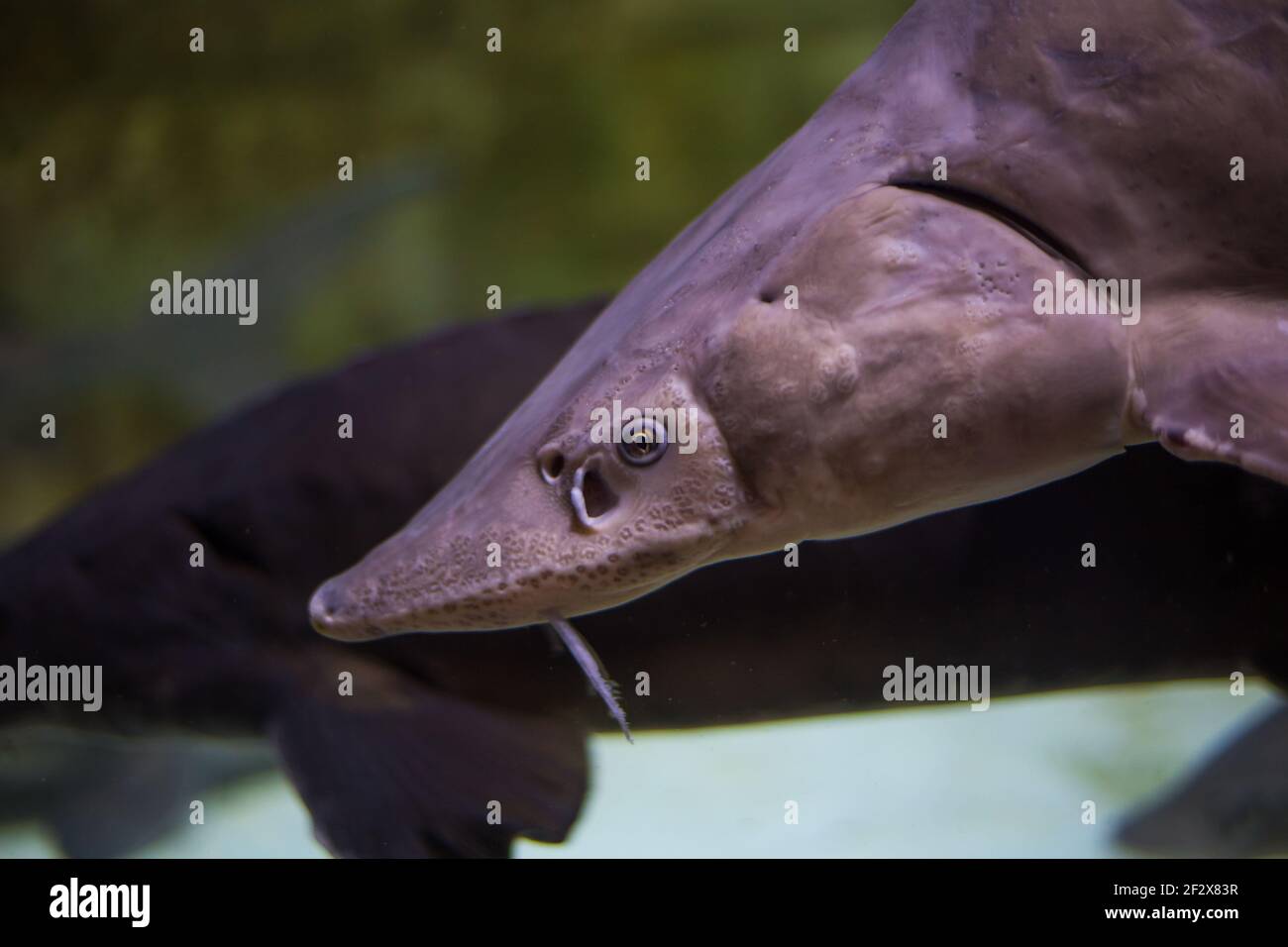 big sturgeon fish swims in water, behind glass in an aquarium Stock ...