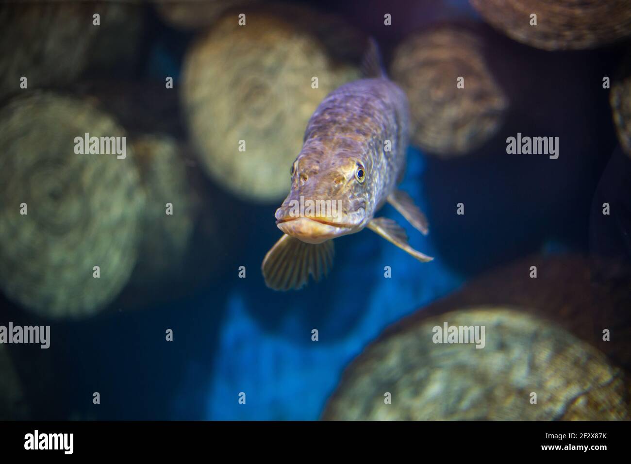 big fish pike swims in water, behind glass in an aquarium Stock Photo ...