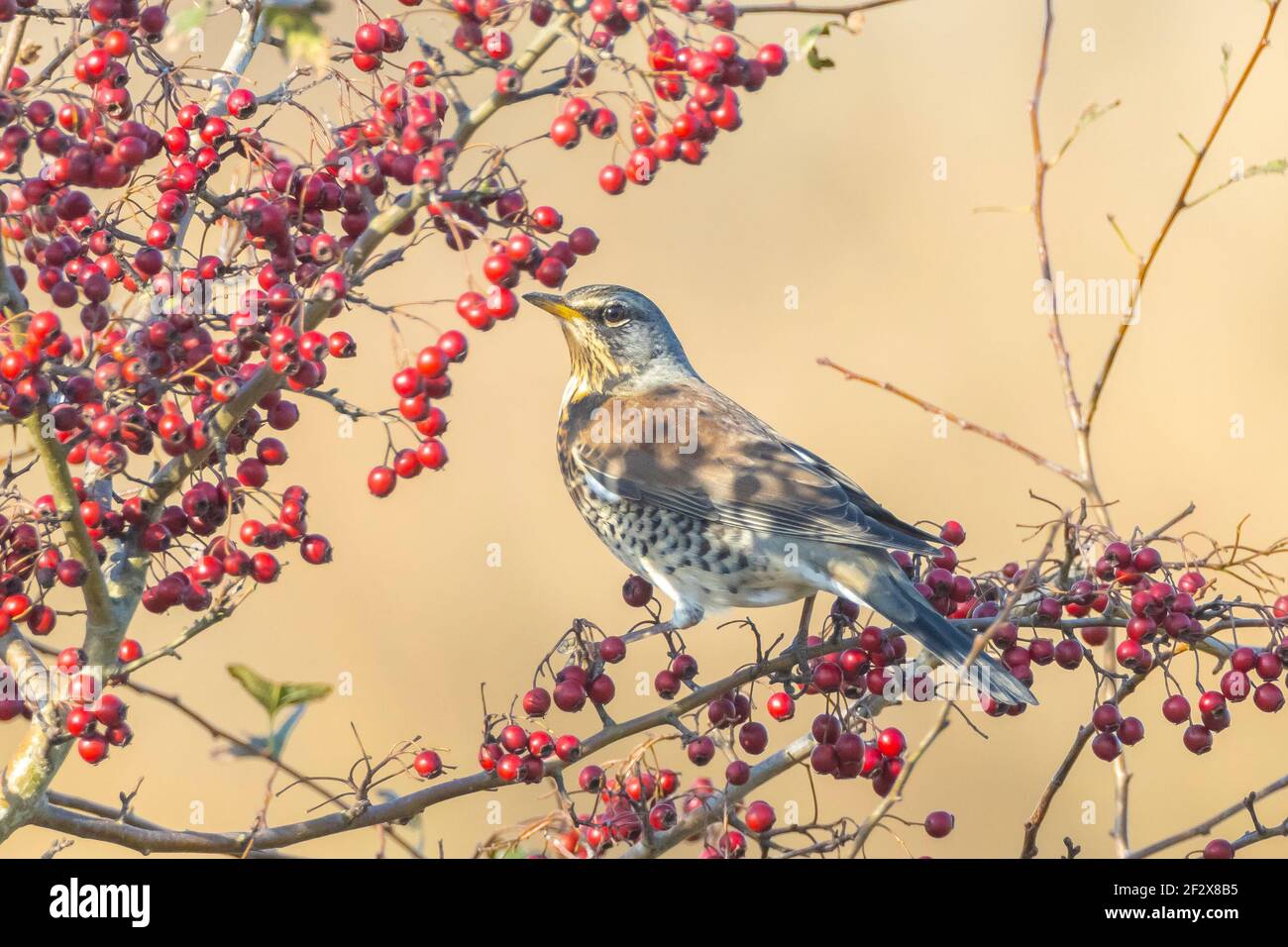Berry forest hi-res stock photography and images - Alamy