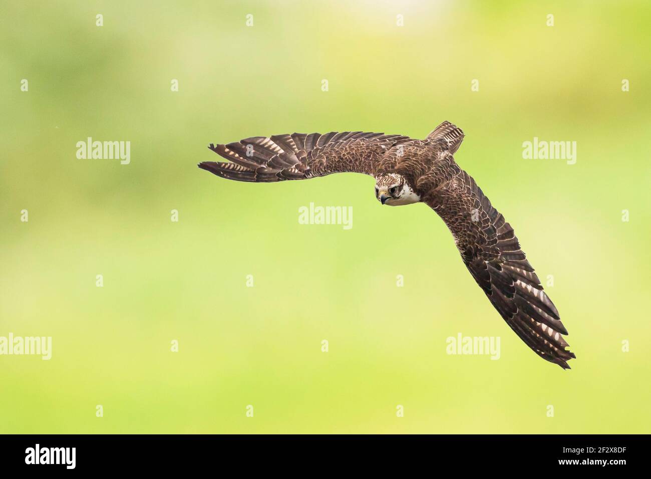 Saker falcon in flight hi-res stock photography and images - Alamy