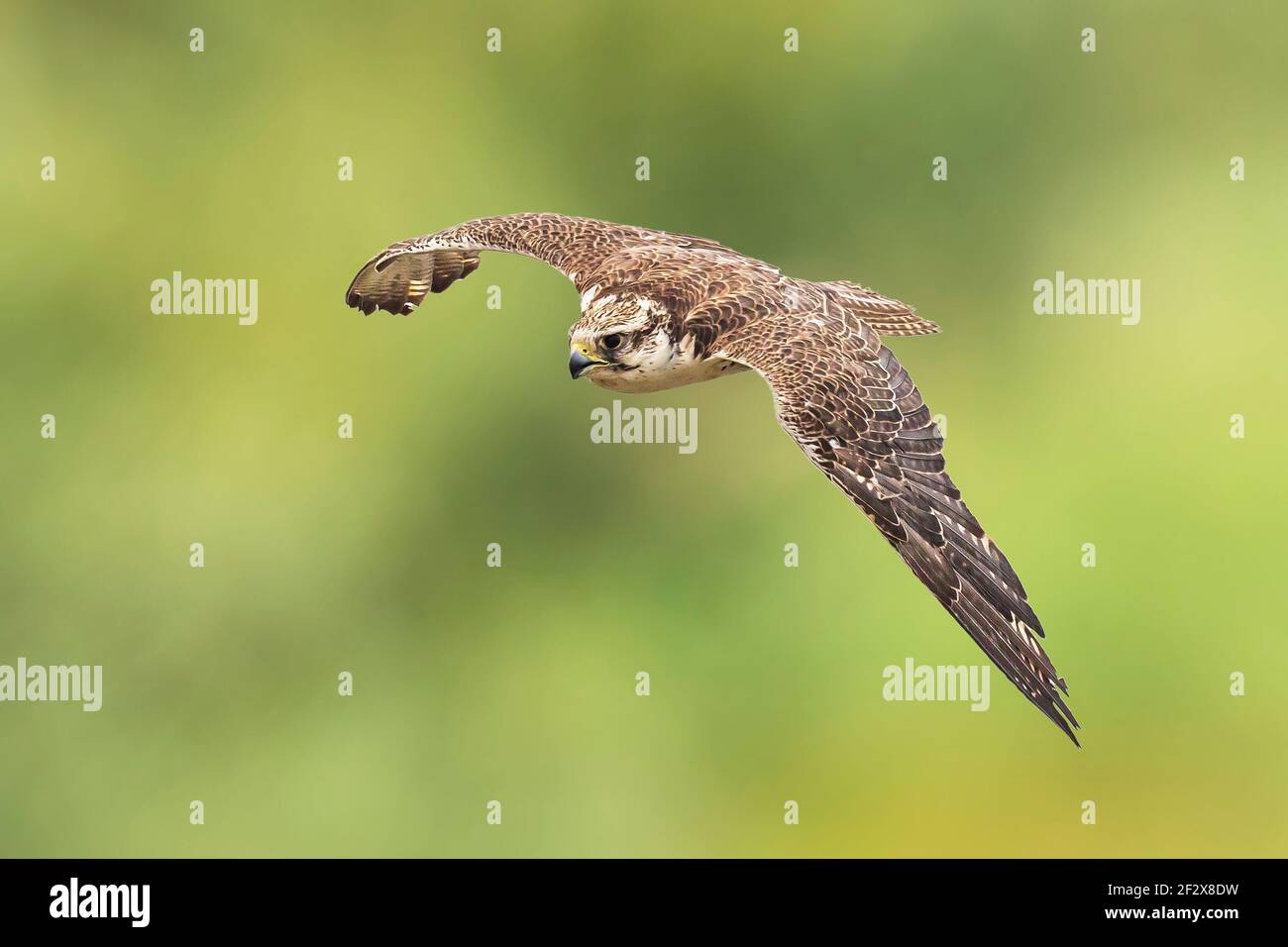 Saker Falcon In Flight High Resolution Stock Photography and Images - Alamy