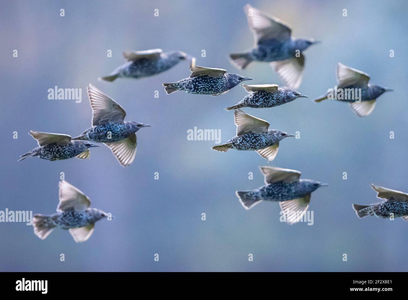 A flock of common starling birds Sturnus vulgaris migration in flight ...