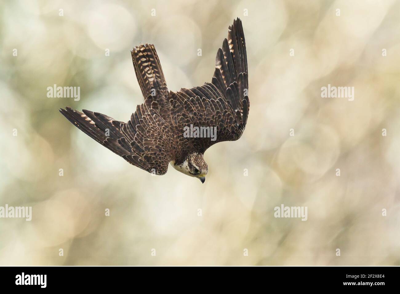 Saker falcon in flight hi-res stock photography and images - Alamy