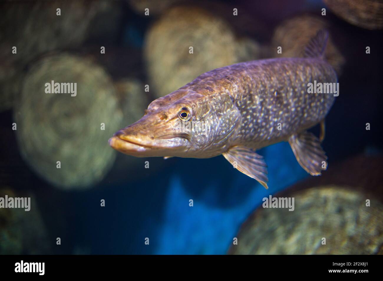 big fish pike swims in water, behind glass in an aquarium Stock Photo ...