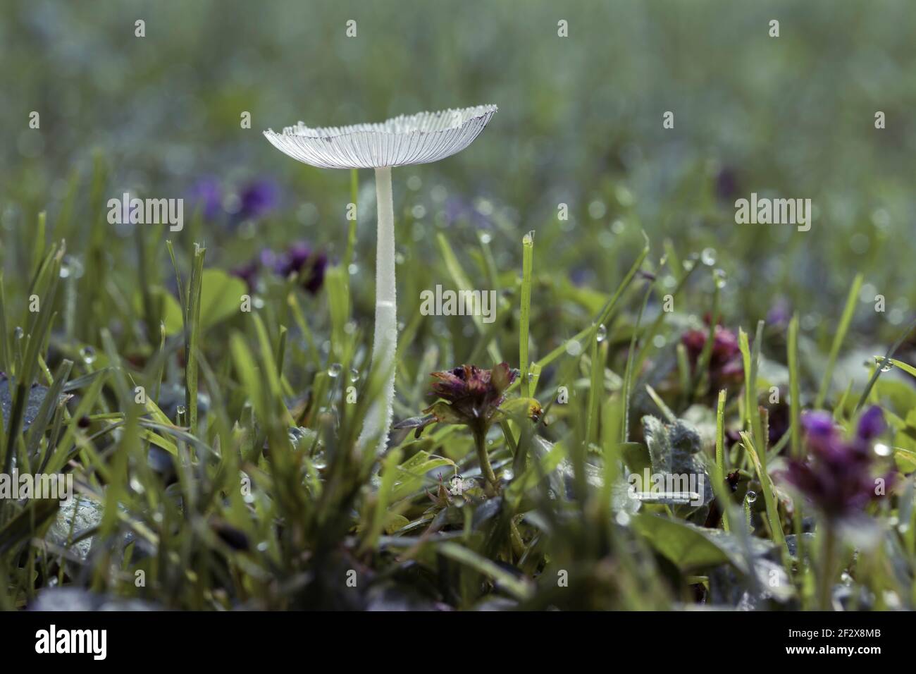 Psilocybin cubensis hi-res stock photography and images - Alamy