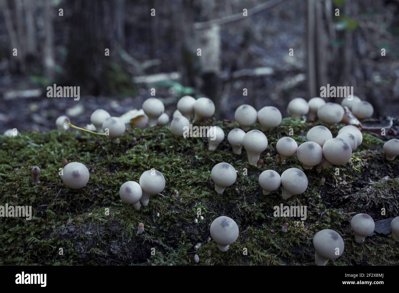 Psilocybin cubensis hi-res stock photography and images - Alamy