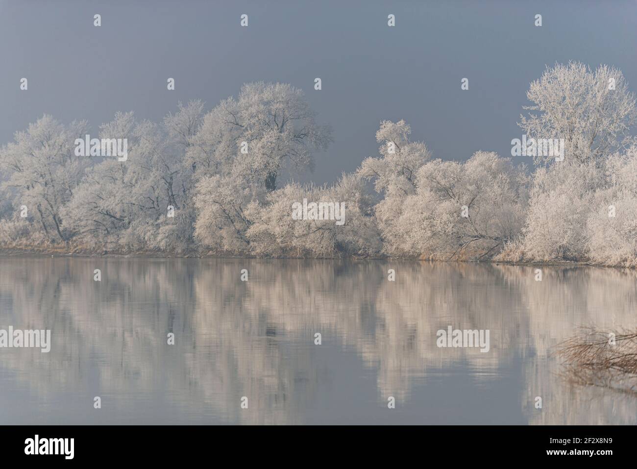 Winter landscape with amazing rime on the tree Stock Photo - Alamy
