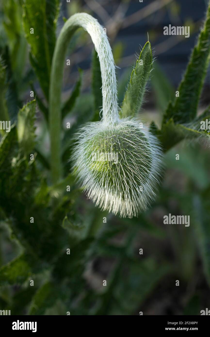Delicate fluffy poppy buds in a field on nature in sunlight Stock Photo ...