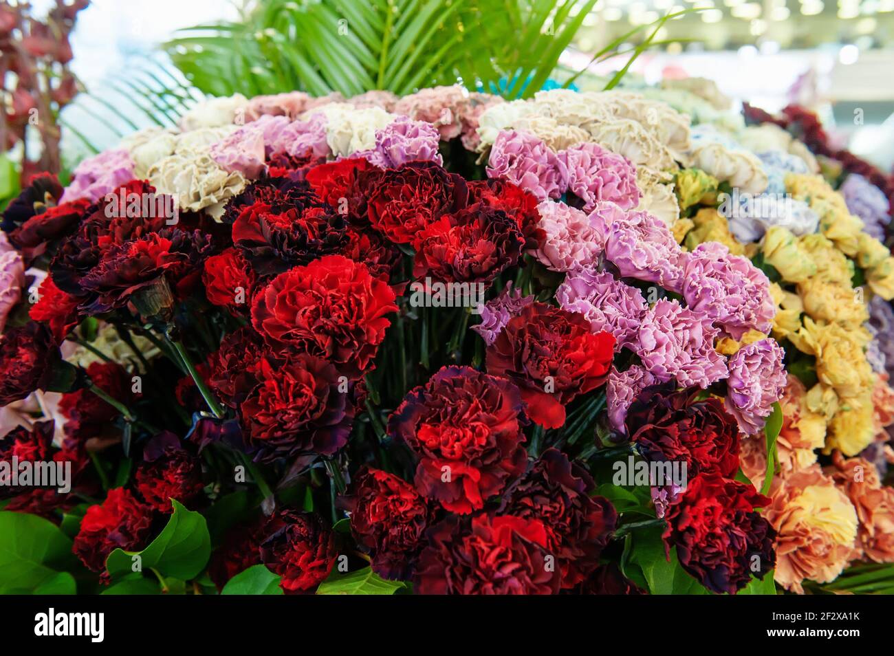 Floral background of colorful carnation flowers. Bright varieties of ...
