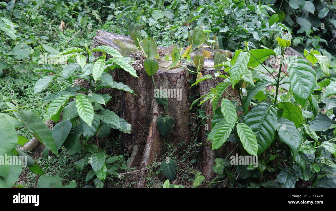 Root of a large cut down tree covering up by the surrounding plants and ...