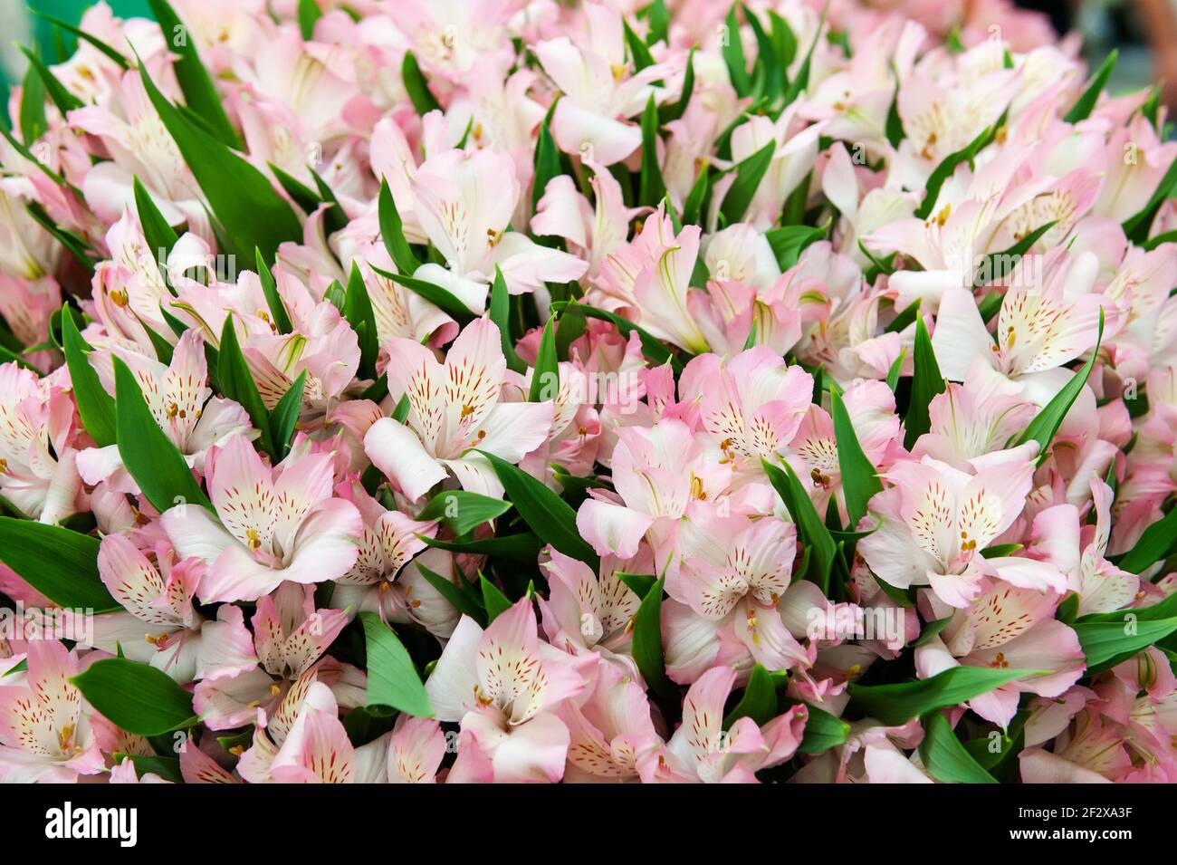 Pink alstroemeria flowers. A large bouquet of soft pink alstroemeria ...